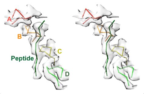 Pore Loops Of Vps4 Form A Spiral Staircase To Coordinate The Substrate Download Scientific