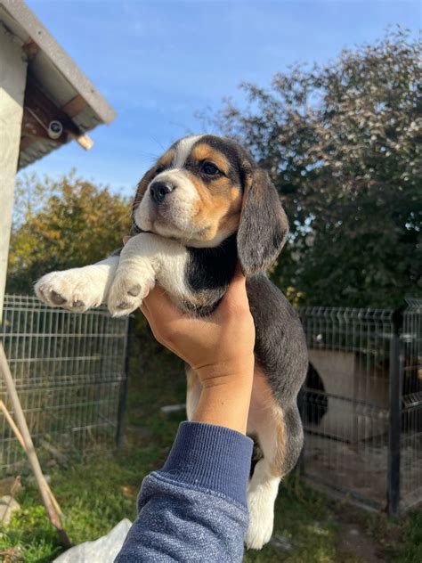 Beagle