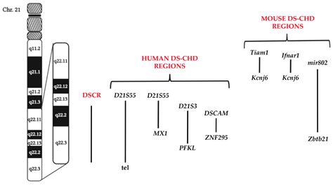 Down Syndrome Diagram