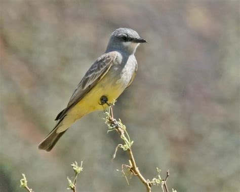 Cassins Kingbird Photos Birdspix