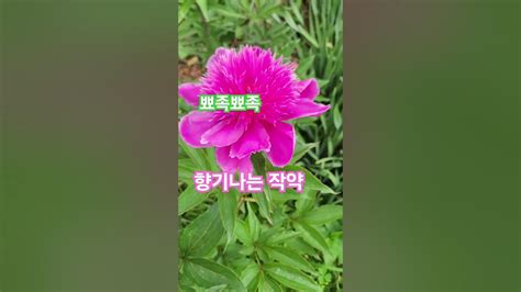 향기최고 작약 모습 꽃농부자연일기 Youtube
