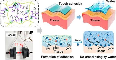 Biocompatible Tough Ionogels With Reversible Supramolecular Adhesion