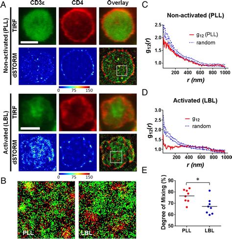 Analysis Of Relative Spatial Distribution Of Cd4 And Tcr By Dual Color Download Scientific