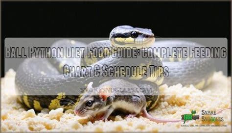 Ball Python Diet Food Guide Complete Feeding Chart And Schedule Tips