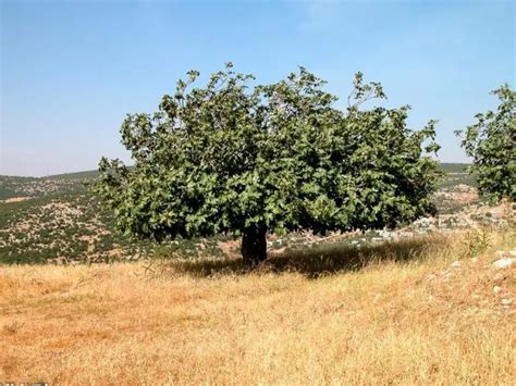 The Biblical Significance Of The Fig Tree Unveiling Its Symbolism In