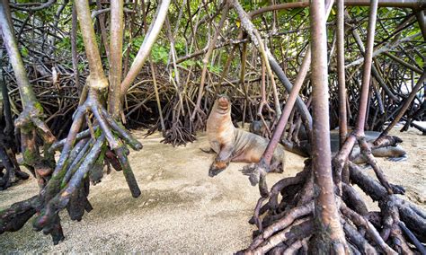 Mighty Mangroves Stories Wwf