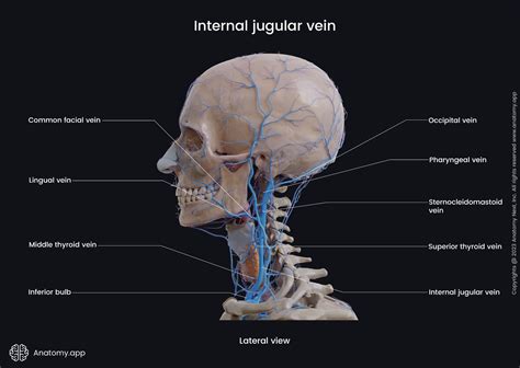 Anatomy Of Internal Jugular Vein Ppt At Leo Dartnell Blog