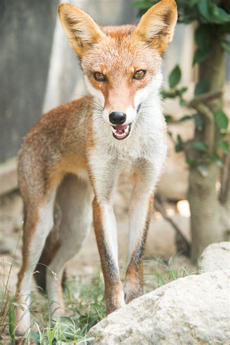 Лиса фэндомы гиф анимация гифки ПРИКОЛЬНЫЕ  анимашки