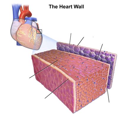Cardiovascular Lecture Diagram Quizlet