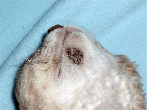 Dark Spot On Chin Thecatsite
