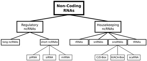 Non Coding Rna Classes And Grouping Hierarchical Tree Structure Of Download Scientific Diagram
