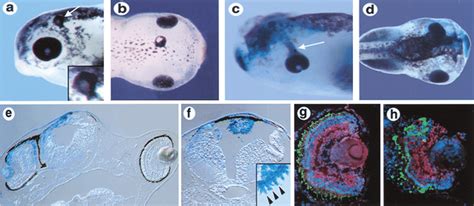Overexpression Of Xfz3 Promotes Ectopic Eye Formation And Causes Download Scientific Diagram