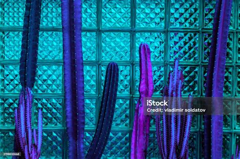 보라색과 분홍색의 키 큰 선인장이 청록색 조명이 있는 기하학적인 유리 블록 벽을 배경으로 서 있습니다 미래 지향적인 식물 및 디자인 요소 0명에 대한 스톡 사진 및 기타