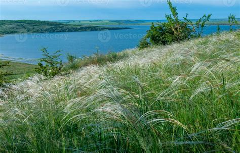 Ukrainian Feather Grass Steppe Bunchgrass Species Stipa Capillata
