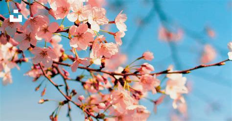 핑크와 화이트 벚꽃 사진 Unsplash의 무료 일본 이미지