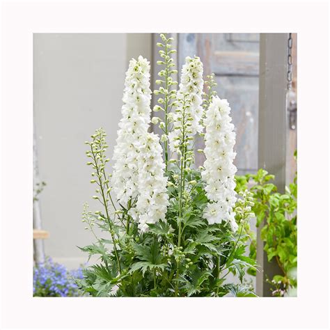 Delphinium Parama Blanco Uk