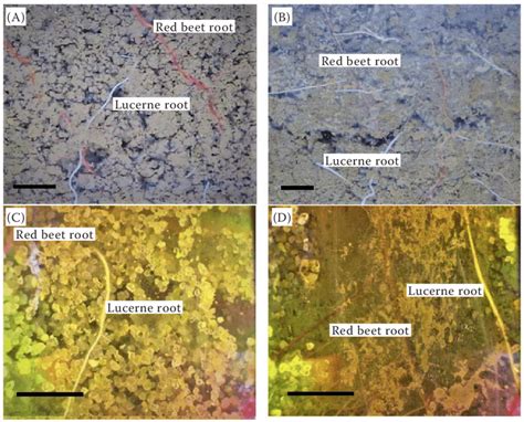 Root Images Are From Experiment 1 A And B And Experiment 2 C And D Download Scientific
