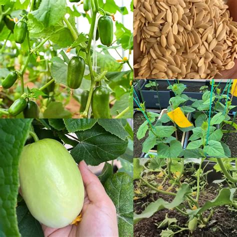 Fruity Vitamin C Cucumber Julienne Cucumber