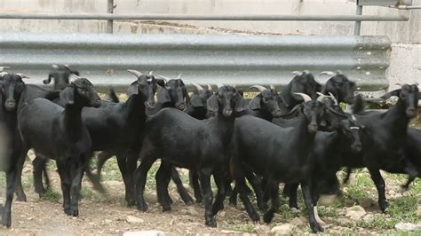 [전국]국내 첫 염소 인공수정 기술 개발 생산성 향상 기대 Ytn