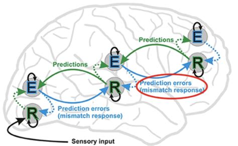 BMS2011 Lecture 13 Flashcards Quizlet