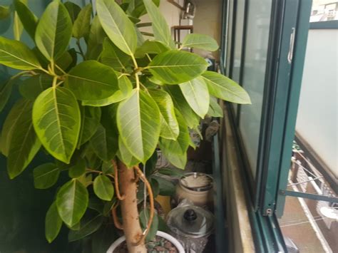 강서구 화곡동 화분버리기 항아리 폐기 처분 책장 버리는 법 이사가구 수거업체 매트리스 처분 침대 수거 비용 살림처분 가격 유리그릇 폐기 서랍장 버리는 가격 거실장 치우기