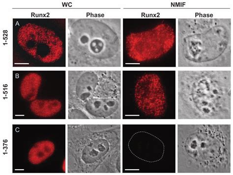 The Region Responsible For Subnuclear Targeting Of Runx2 Resides In The Download Scientific