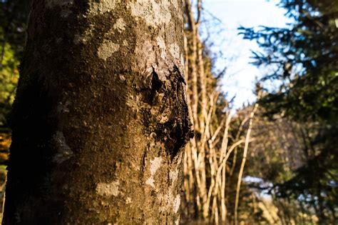 Tree Bark Nature Free Photo On Pixabay Pixabay Tree Bark Nature Free Photo On Pixabay Pixabay