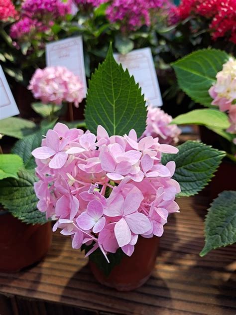 Hydrangea Plant Flower - Free photo on Pixabay