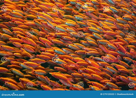 Fish Swimming In School Creating Mesmerizing Pattern Royalty Free