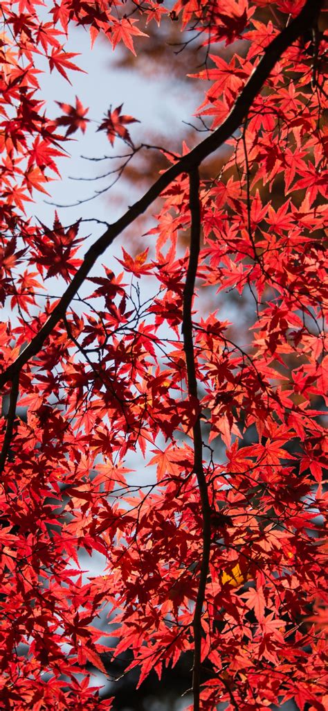 Maple Tree Wallpaper 4k Red Leaves Autumn Tree Branches