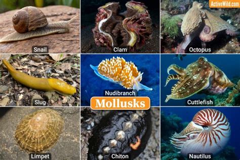 Mollusks Examples Pictures And Facts Different Types Of Mollusks