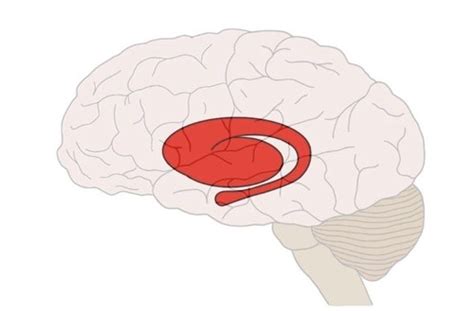 Subcortical Structures Flashcards Quizlet
