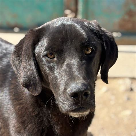 Laylie Gemeinsam Für Tiere