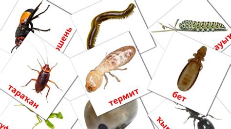 1300 Бесплатных Карточек на Башкирском в Pdf Формате