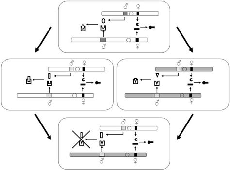 XXI 4 3 2 The Faster Male Hypothesis Suggests That In The Course Of Evolution Fertility