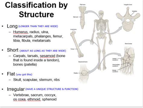 Skeletal System Classification And Structure Of Bones And Cartilages Lab