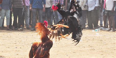 Cockfighting To Take Centre Stage In Ap Border Villages