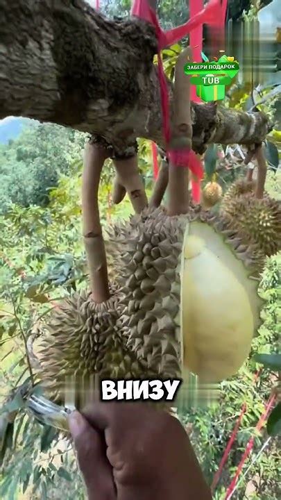 Тайна короля фруктов сбор урожая дуриана Youtube