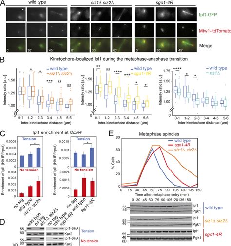 Ipl1 Stays Longer On Kinetochores During The Metaphase Anaphase Download Scientific Diagram