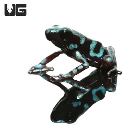 Super Blue Auratus Dart Frogs For Sale Underground Reptiles