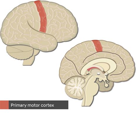 Sensory Vs Motor Cortex At Henry Numbers Blog
