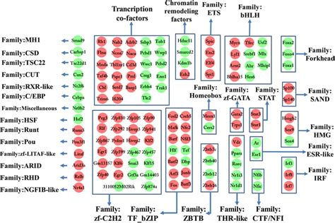Transcriptomic Analysis Of Mouse Liver Reveals A Potential Hepato