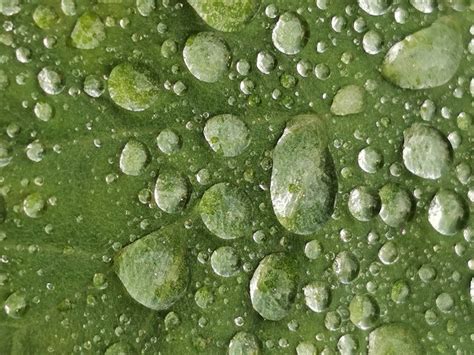 Leaf Raindrop Green Free Photo On Pixabay Pixabay