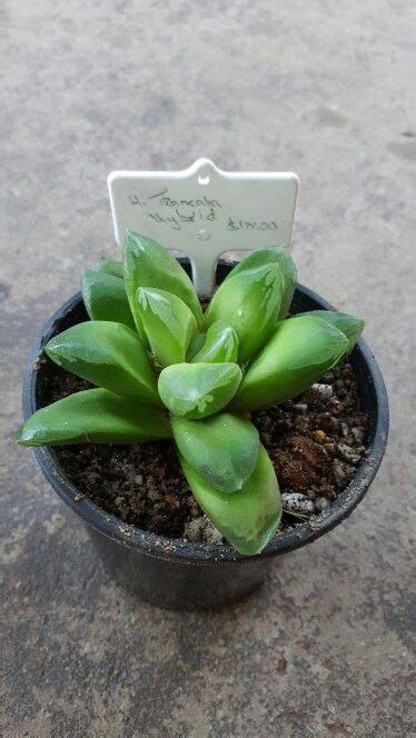 H Truncata Hybrid From CSSWA Spring Fair