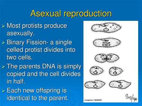 Kingdom Protista “ The Catch All Kingdom” Ppt Download