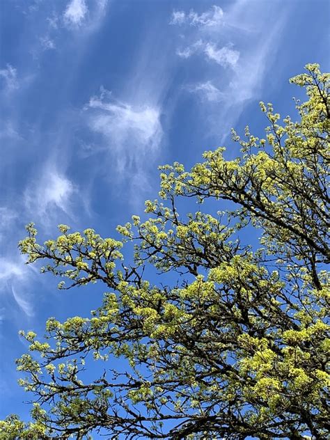 Elm Tree Sky Free Photo On Pixabay Pixabay