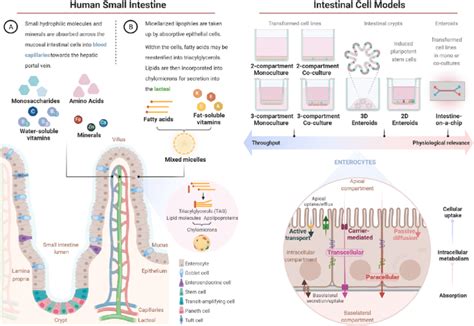 Protein Absorption In Small Intestine At Jett Quong Blog