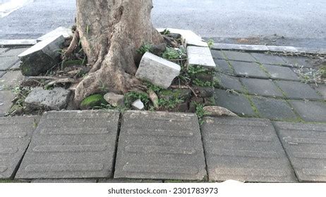4 Thousand Concrete Tree Roots Royalty Free Images Stock Photos Pictures Shutterstock