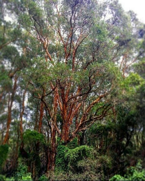 Redhead Lagoon Trail New South Wales Australia Alltrails