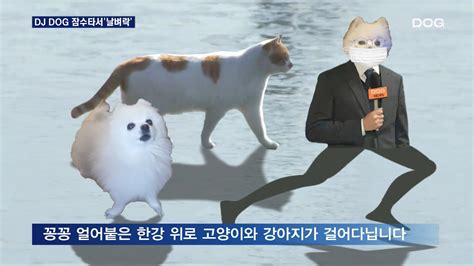 꽁꽁 얼어붙은 한강 위로 고양이와 강아지가 걸어다닙니다 Youtube